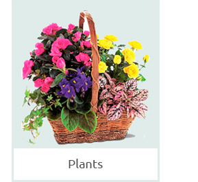 Flower Delivery Stores Near Me 🌺 Mar 2026